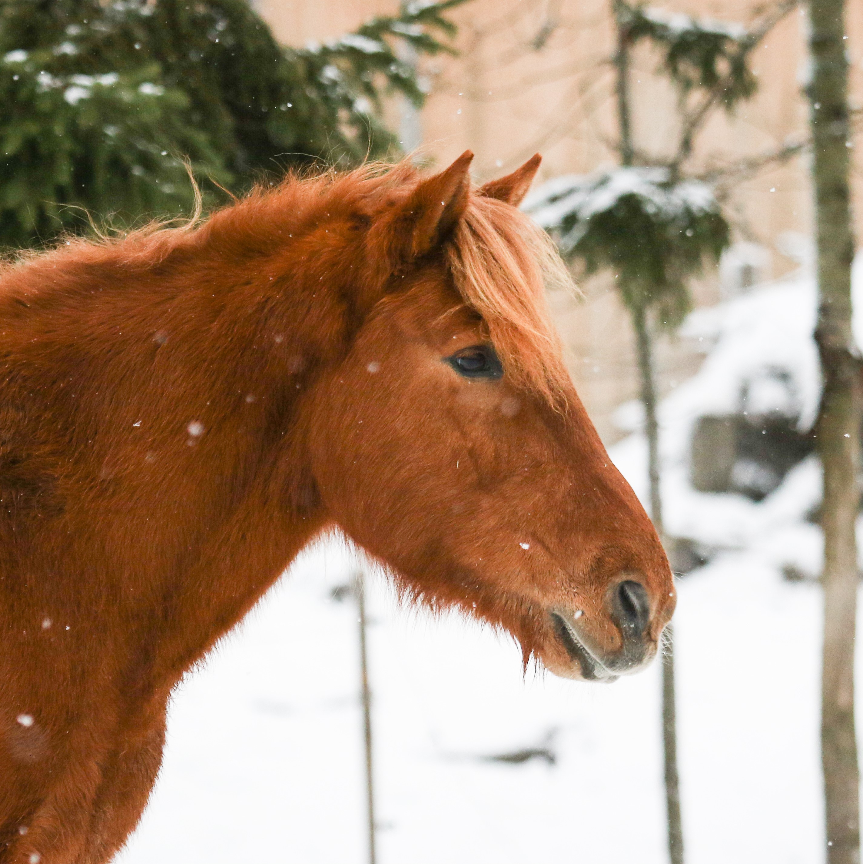 Ruunat – Yli-Tokko